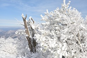 [포토]무주 덕유산 상고대